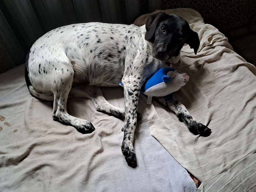 Собака в добрые руки отдам бесплатно