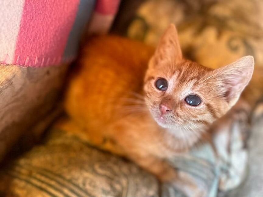 Котёнок 2,5 мес Мальчик Сладкий апельсинчик