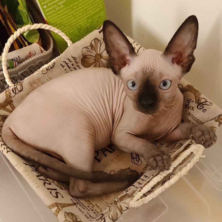 Канадский сфинкс котёнок