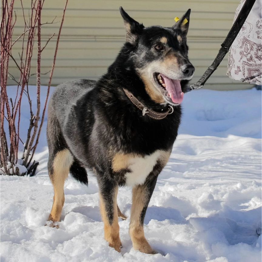 Взрослая собака в добрые руки