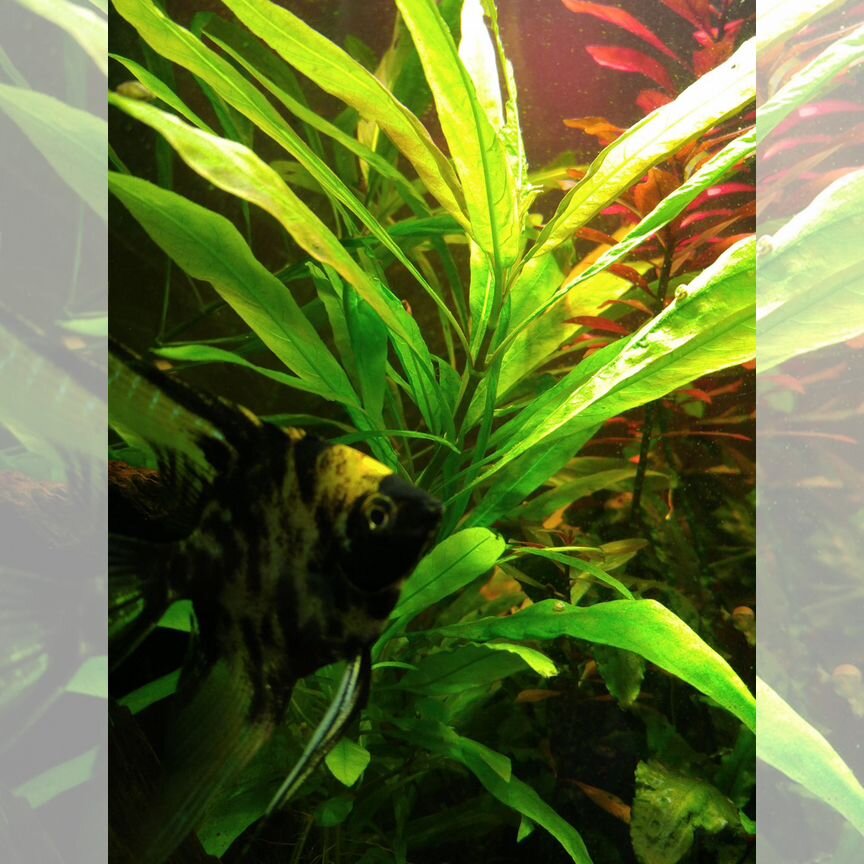 Лимонник Гигрофила иволистная растение аквариумное