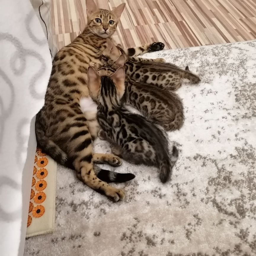 Бенгальские котята