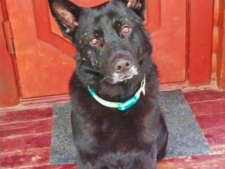 Собака Овчарка