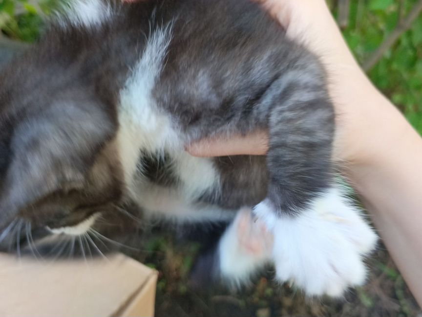Котики бесплатно в добрые руки