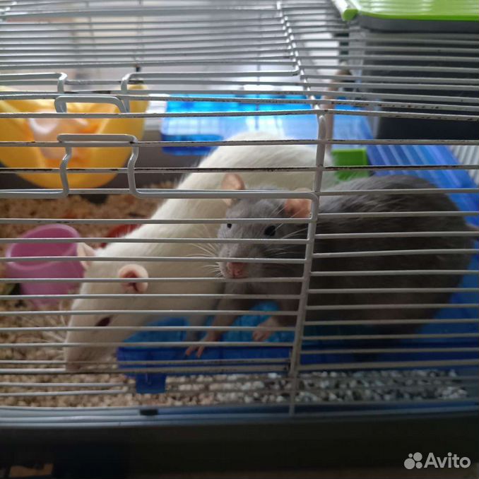 Декоративные крысы девочки