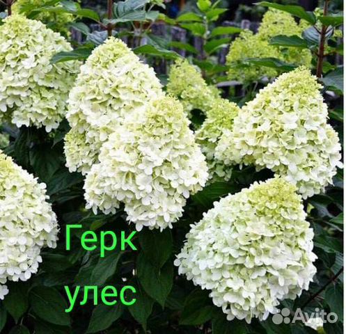 Гортензия метельчатая черенки купить в Белореченске | Товары для дома и ...
