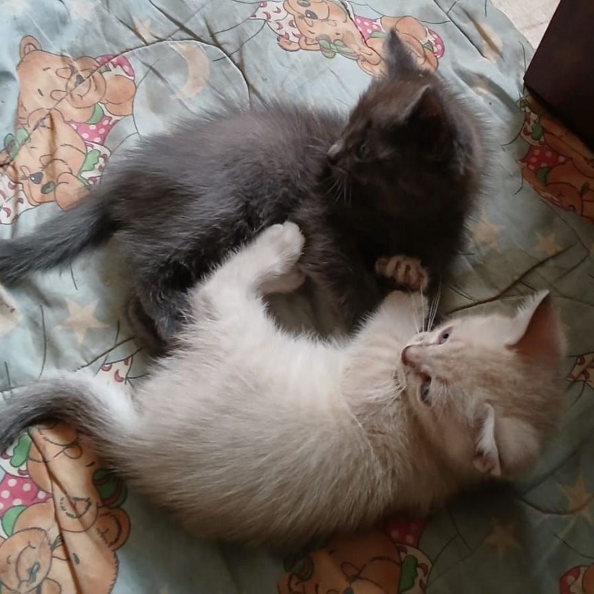 Отдам котят в добрые руки