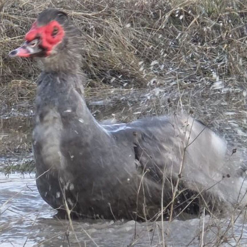 Яйцо инкубационное индоутки