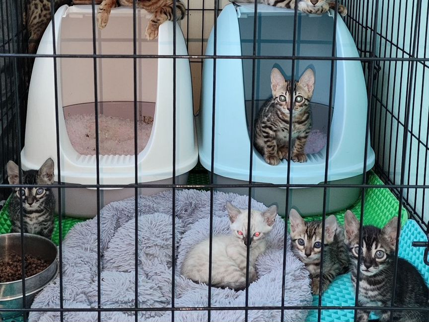 Бенгальские котята