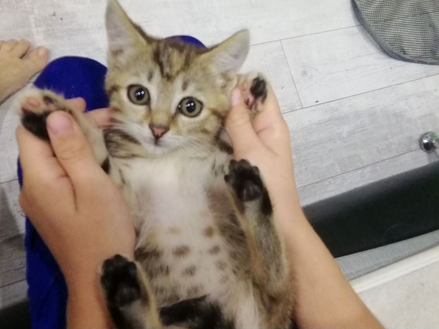 Кошка по имени Мышка, 4 месяца