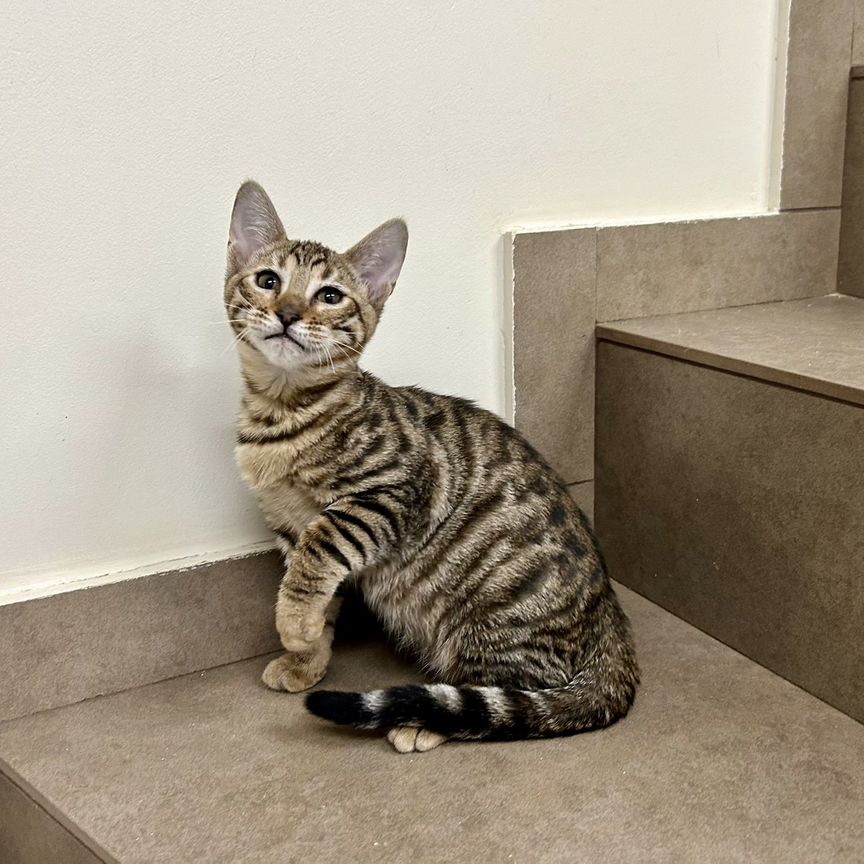 Тойгер кошечка Фортуна