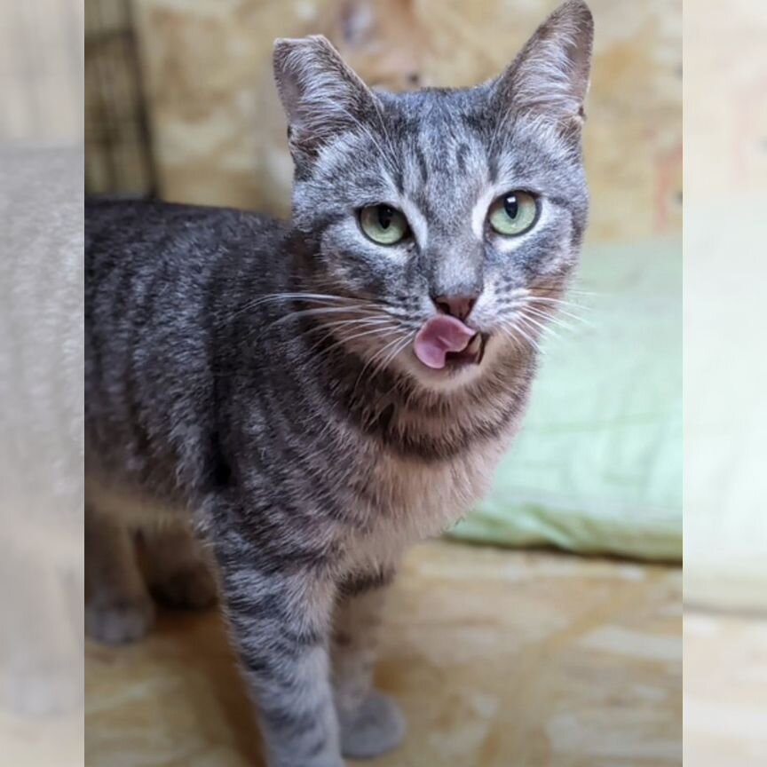 Кот Крис ищет родителей