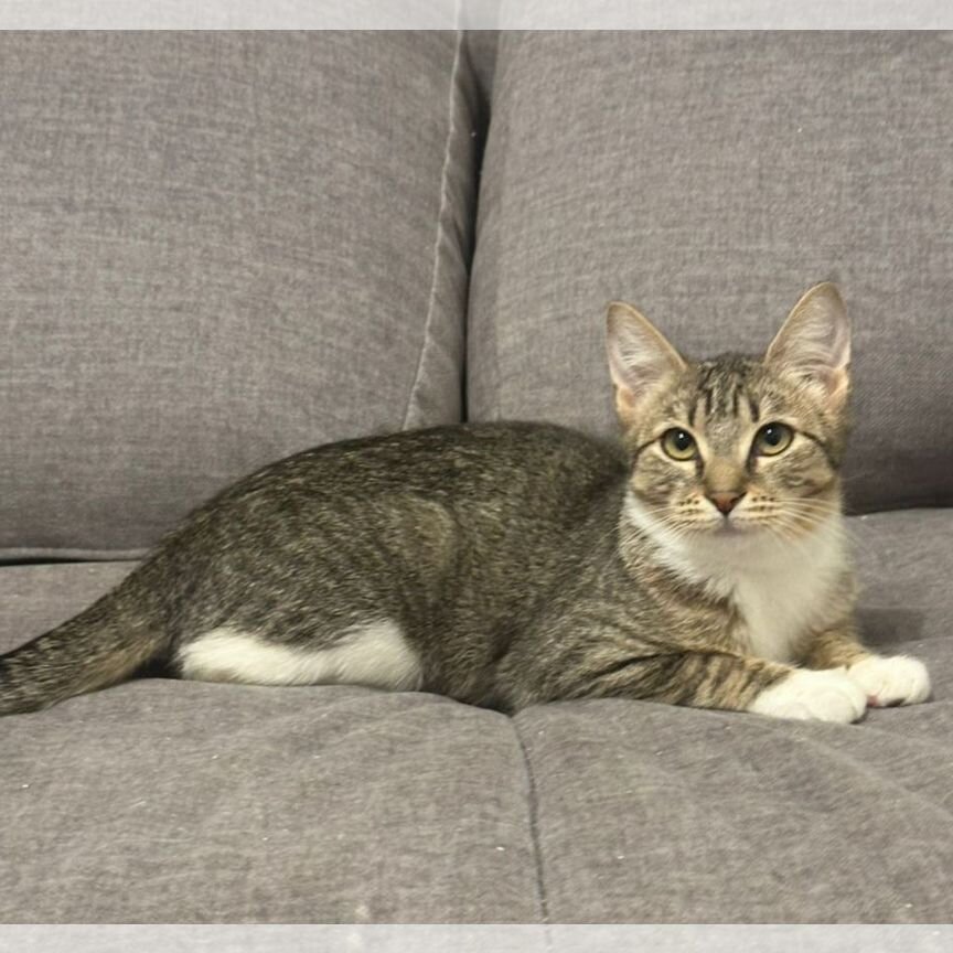 Котёнок в добрые руки