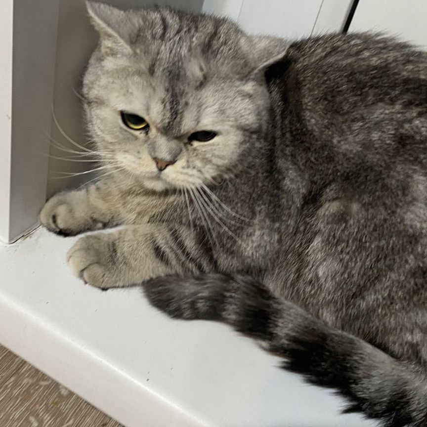 Сибирская кошка, взрослая