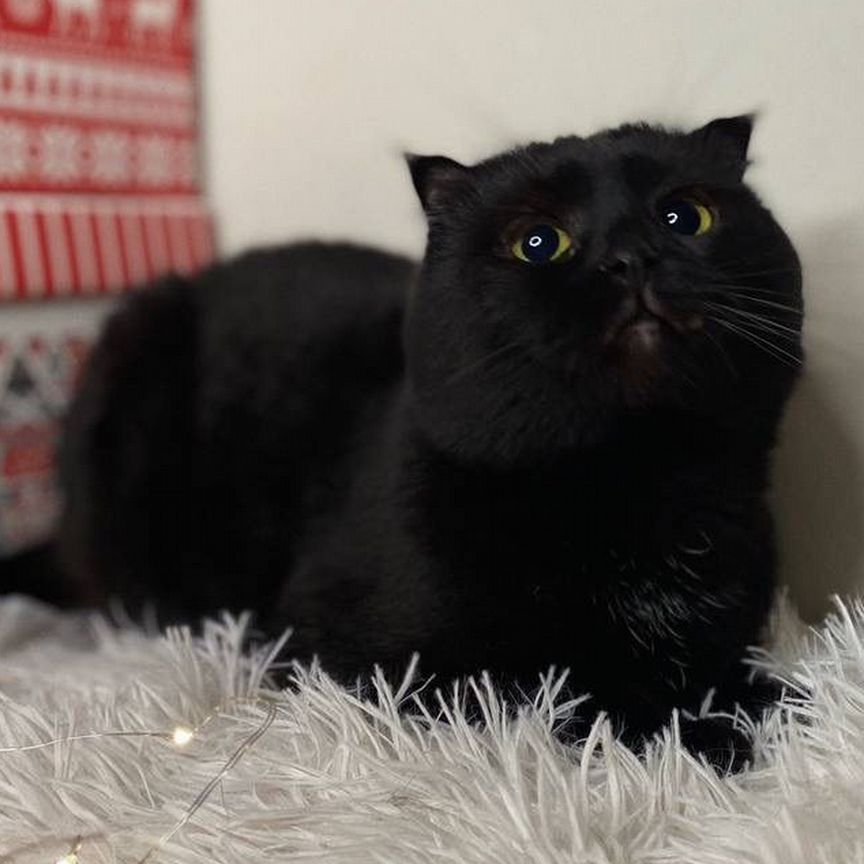 Котик Лукас в добрые руки