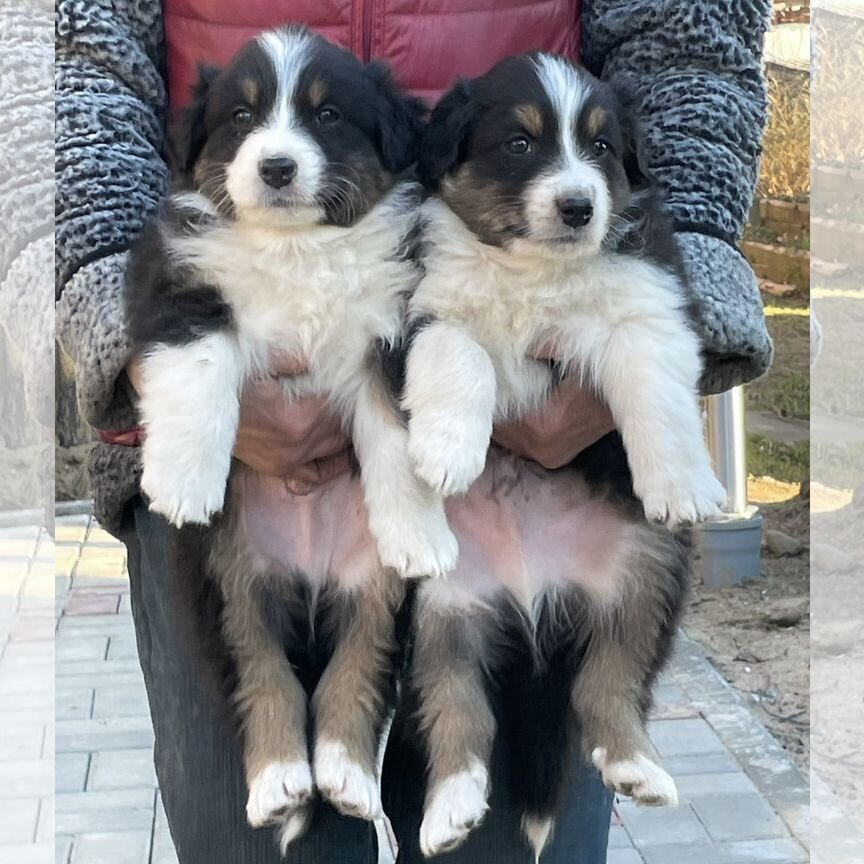 Австралийская овчарка, щенок