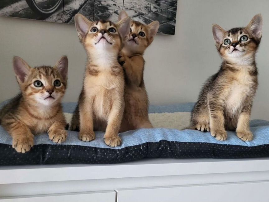 Котята