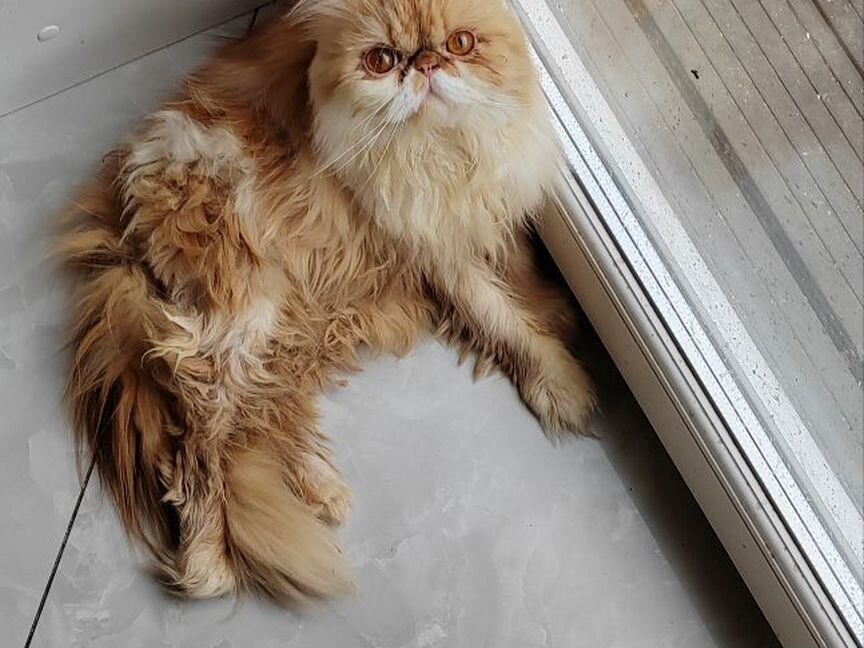 Персидская кошечка