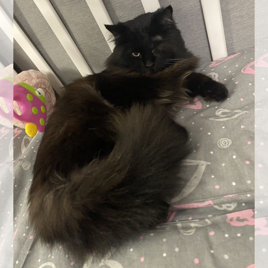 Котик Пират