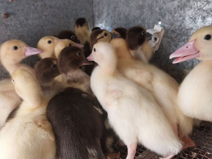 Утята индоутки порощеные