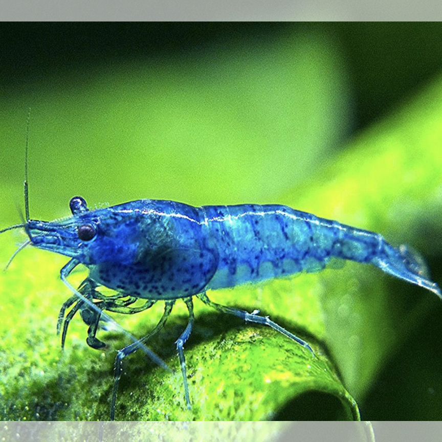 Аквариумные креветки