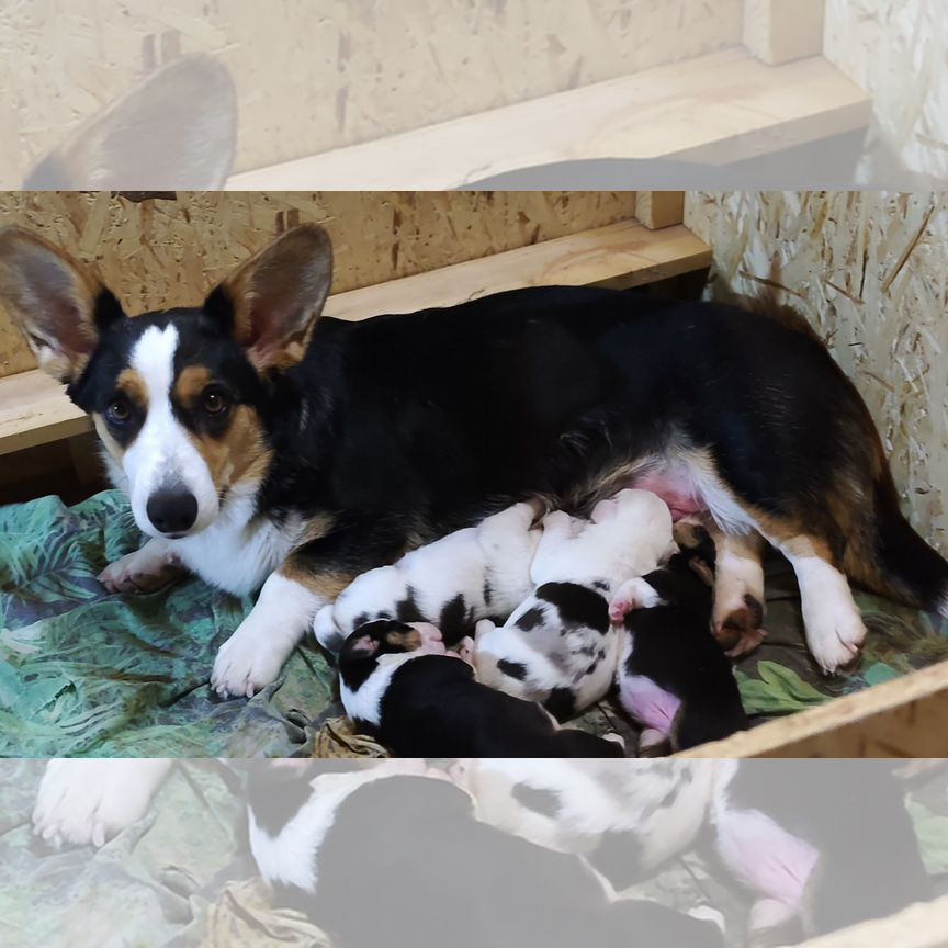 Вельш Корги Кардиган, щенок