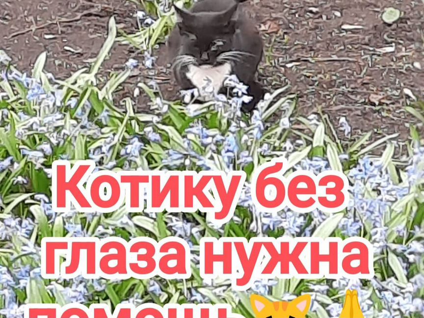 Безглазому котику плохо