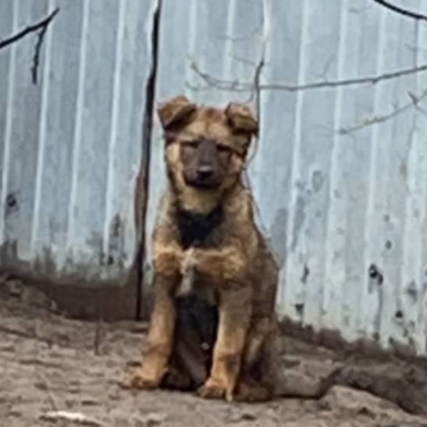 Щенок в добрые руки