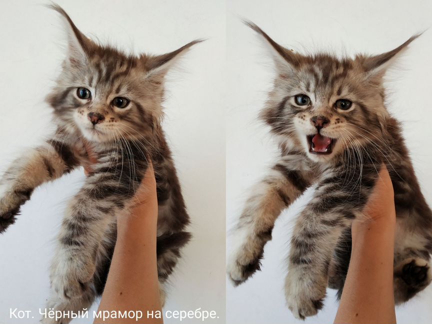 Серебрянные котята Мейн-кун