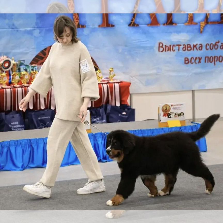 Бернский зенненхунд, щенок