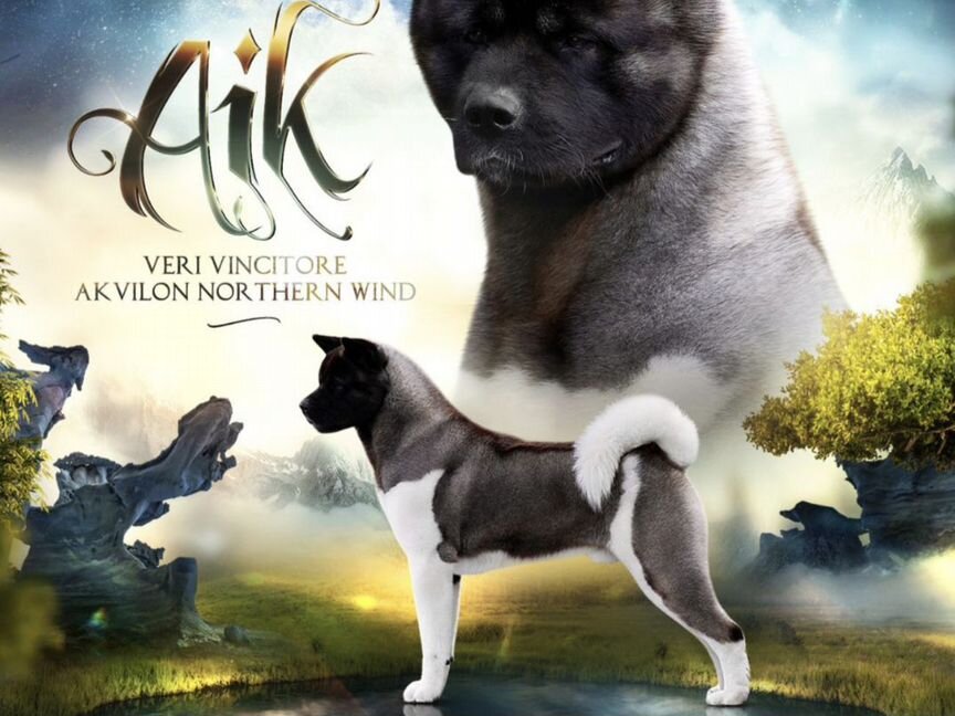 Американская акита вязка