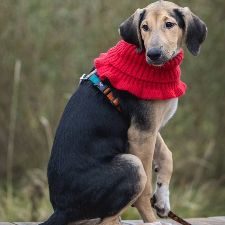 Щенок в добрые руки