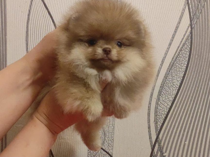 Мальчик мини с документами