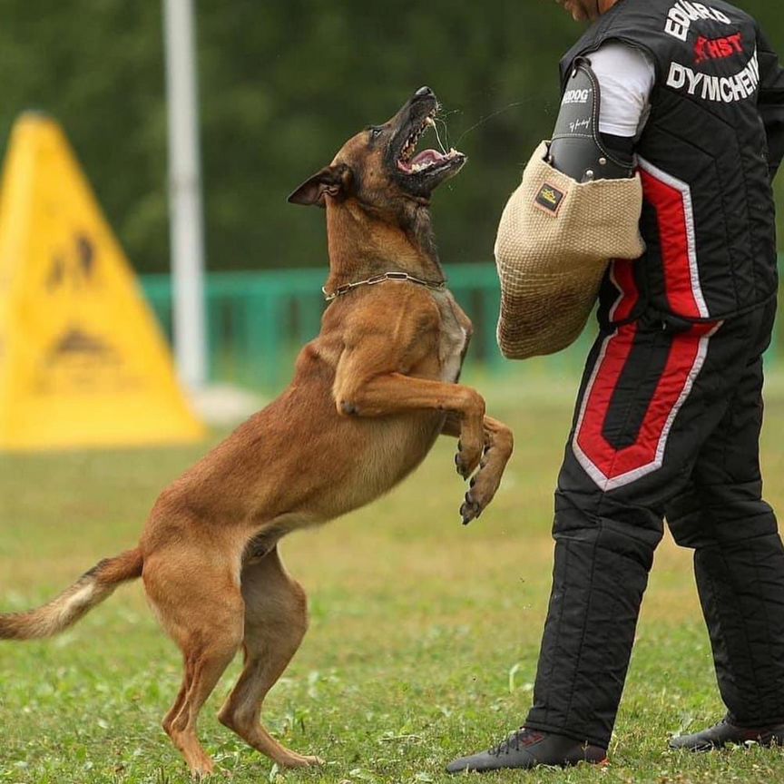 Бельгийская овчарка