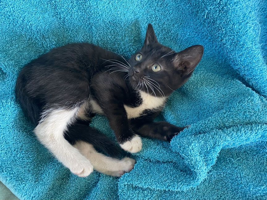 Котята метисы