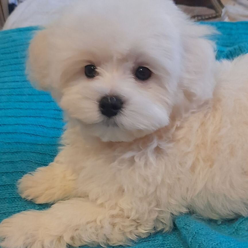 Щенки бишон фризе мини