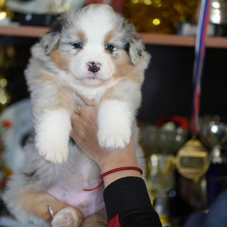 Щенок Аусси