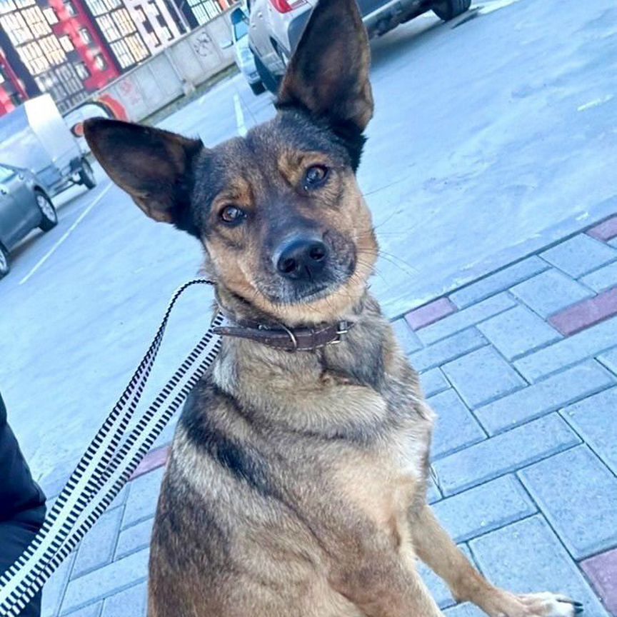 Невысокая собачка Верочка ищет семью