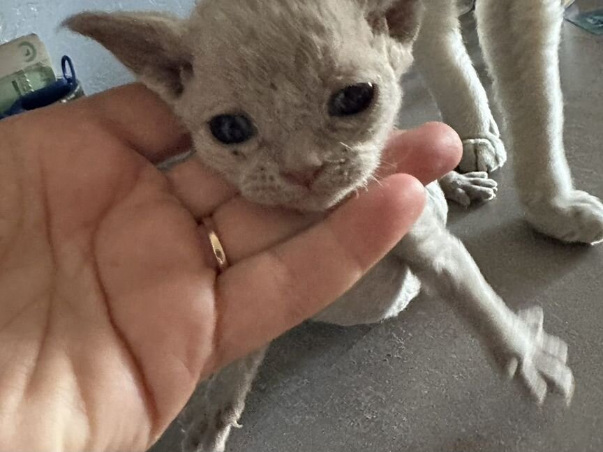 Котята девон-рекс