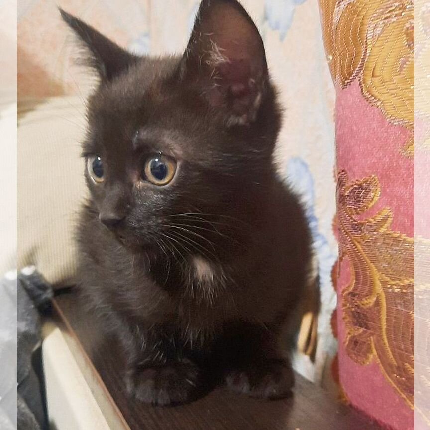 Домашние животные котята