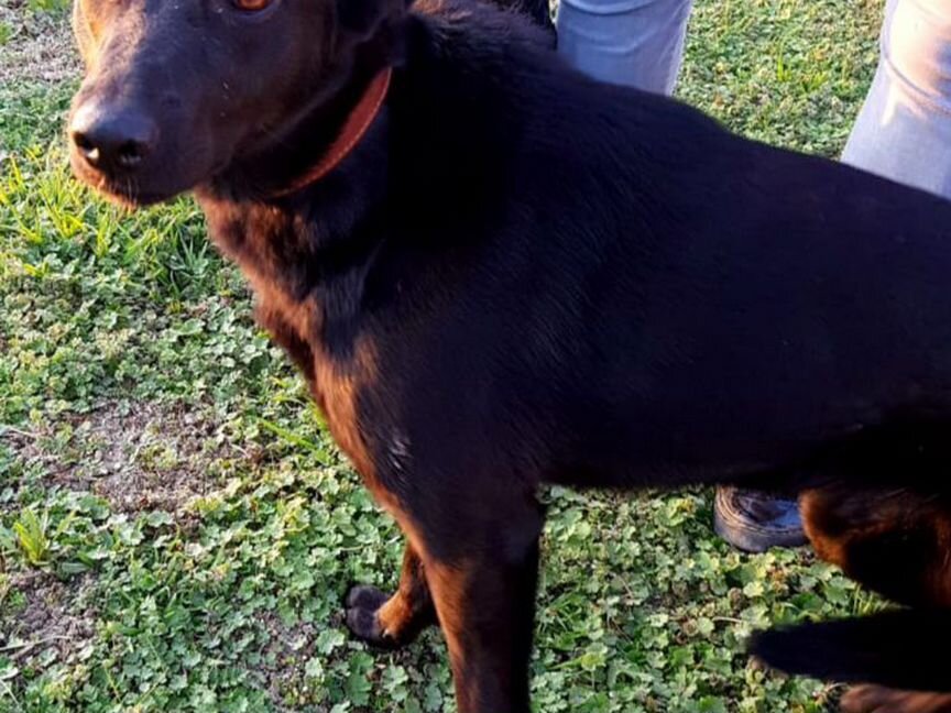 Овчаристого типа