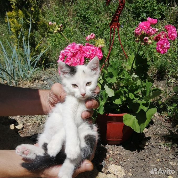 Милашка кошечка ищет дом