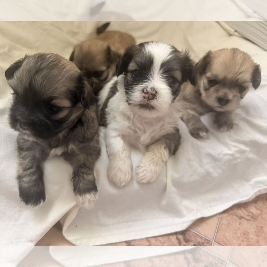 Ши-тцу, щенок