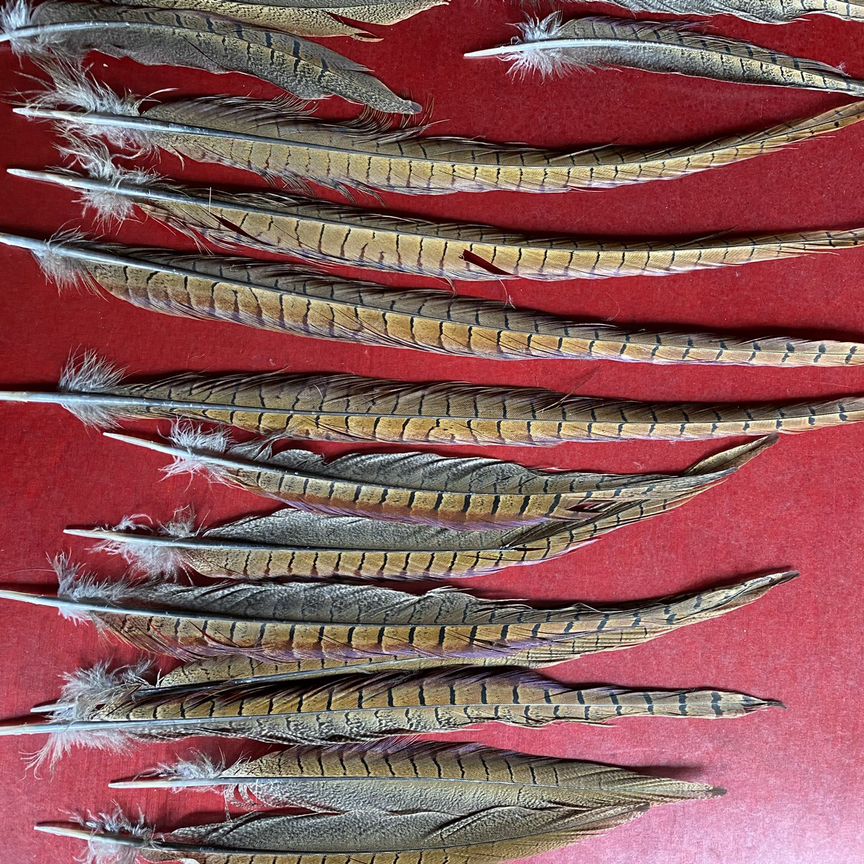 Перья фазана