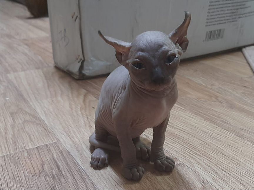 Канадский сфинкс эльф