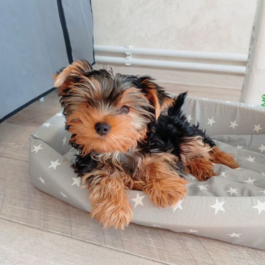 Йоркширский терьер