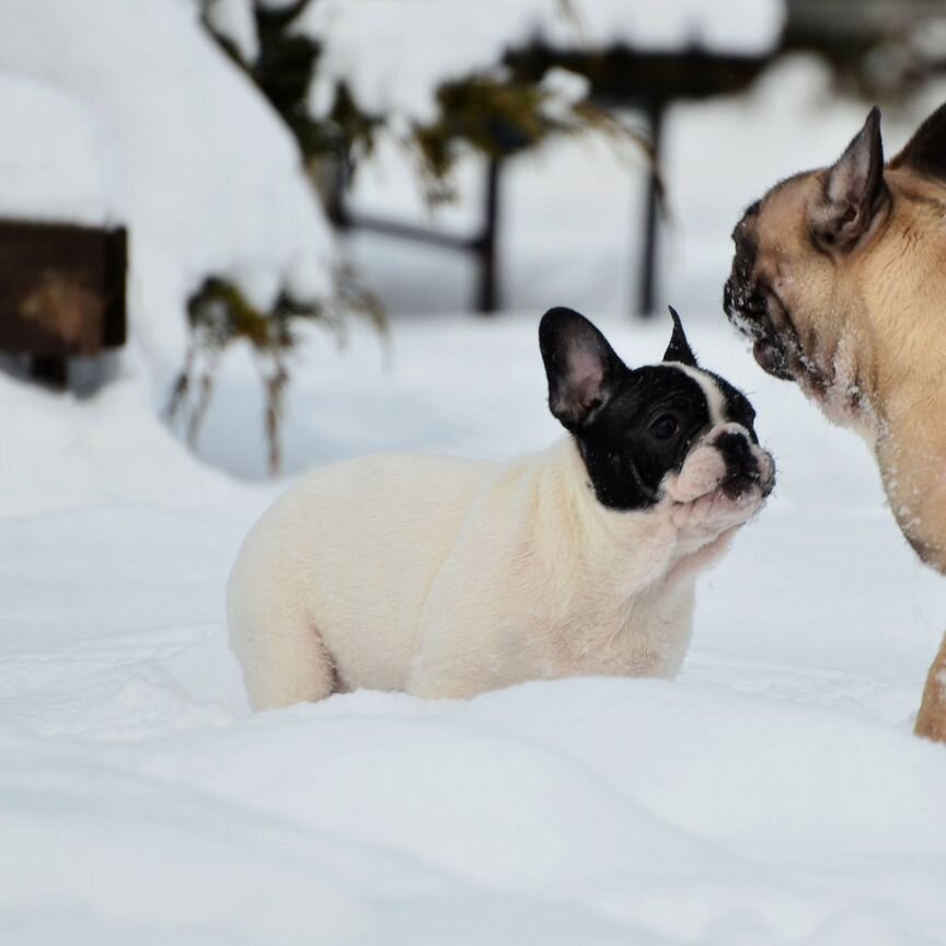 Французский бульдог, щенок