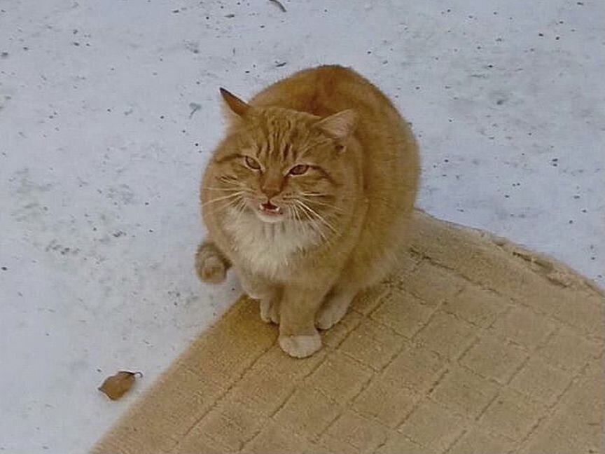 Кот живет на улице