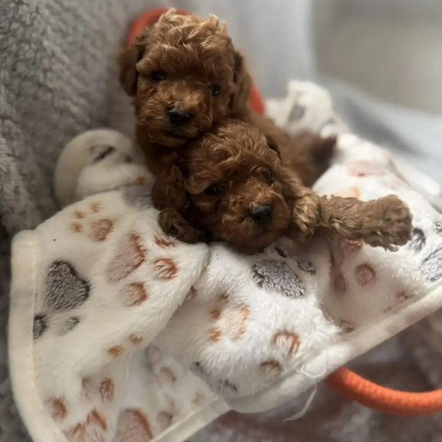 Той-пудель, щенок