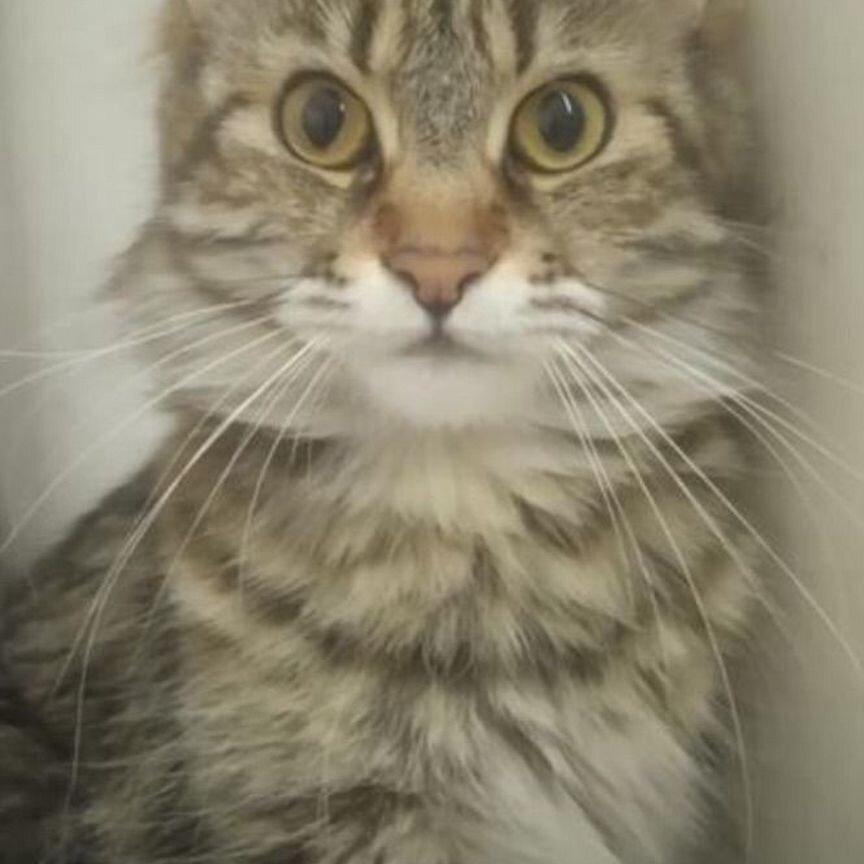 Кошка мейнкун В добрые руки